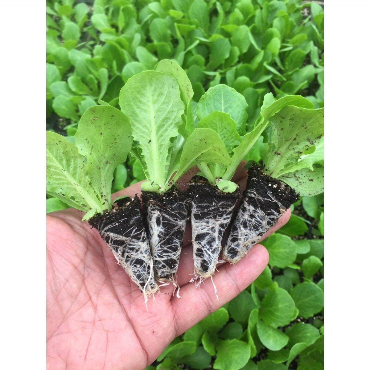 Presidential Yedikule Düz Marul - Yedikule Marul - MARUL FİDESİ ...